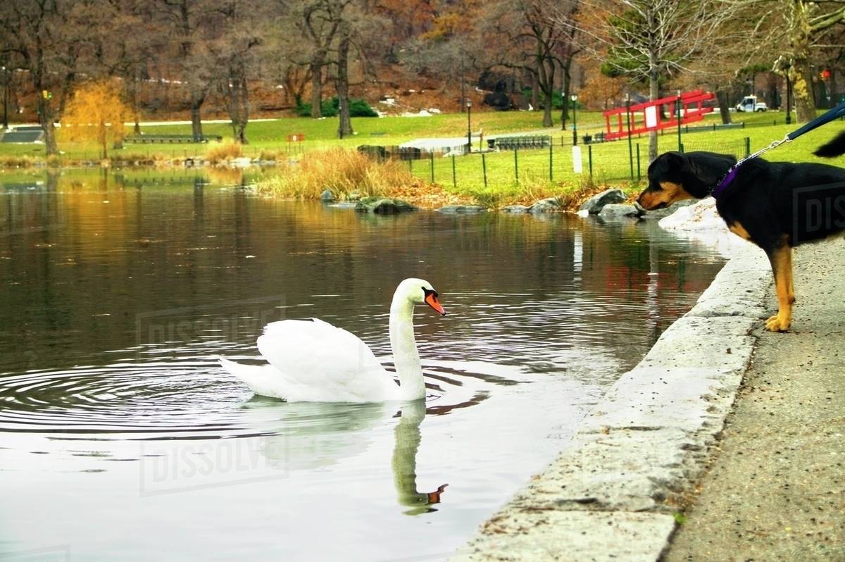 Swan And Dog Meet In The Harlem Meer In Central Park, New York, Usa ...