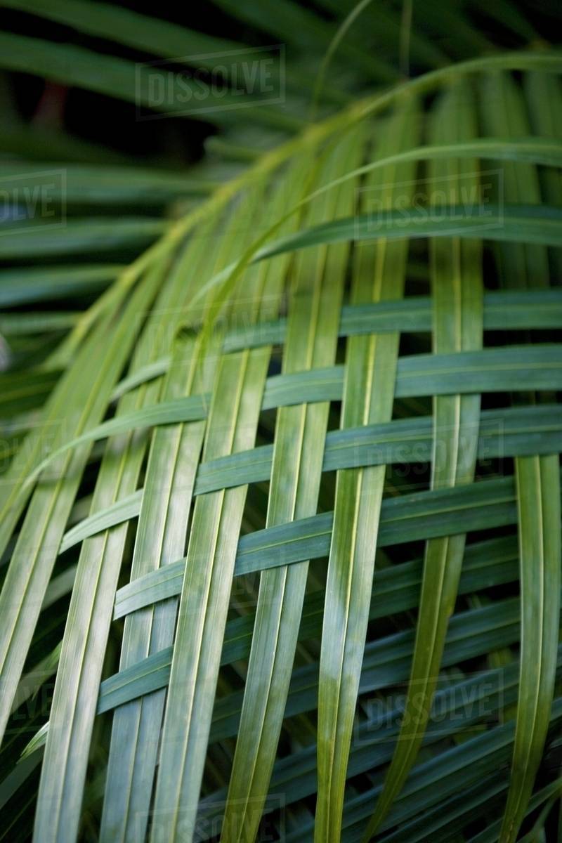 Palm Leaves Woven Together - Stock Photo - Dissolve