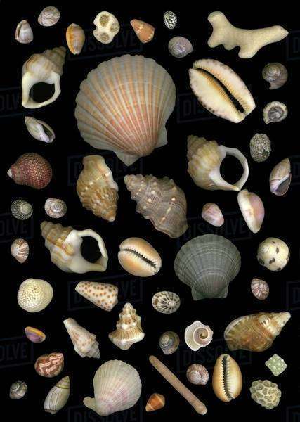 Various Sea Shells - Royalty-free Stock Photo | Dissolve