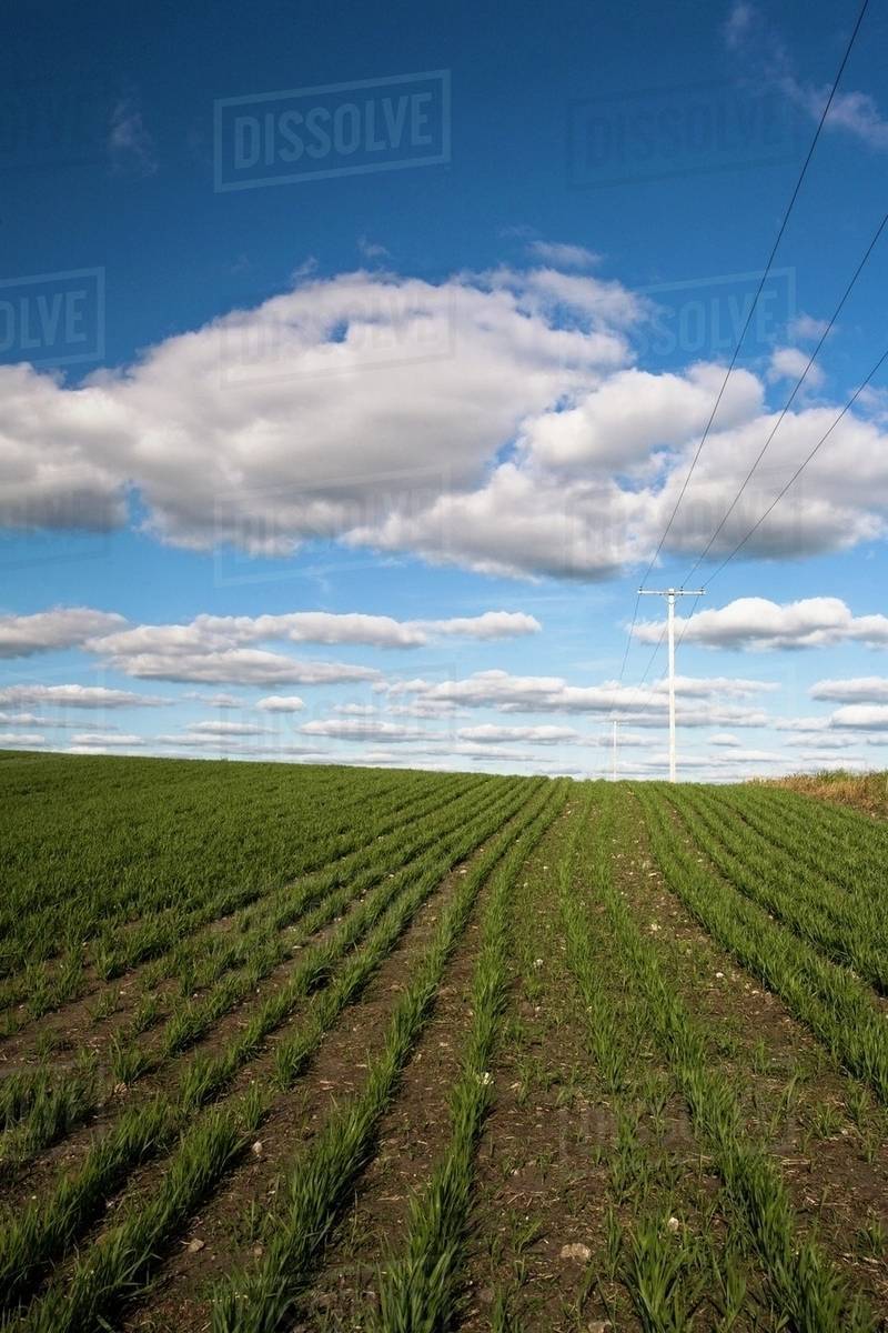 Prairie Field In Rural Saskatchewan, Canada - Stock Photo - Dissolve
