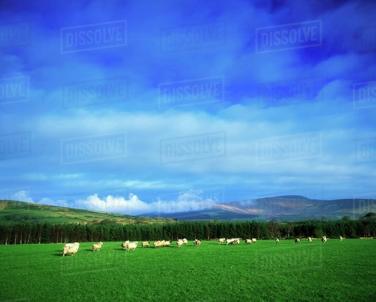 Sheep On A Paddock; Danesfort, Rathdangan, Co Wicklow, Ireland ...
