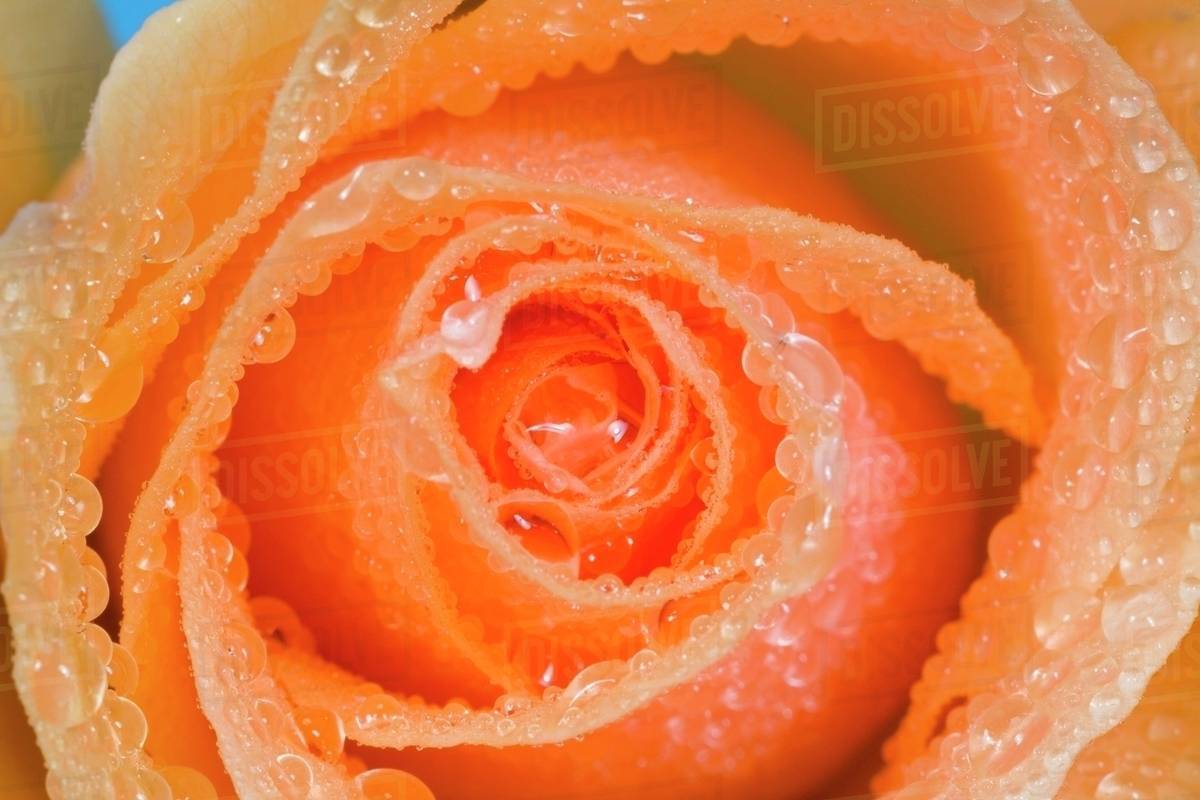 Orange Rose With Dew - Royalty-free Stock Photo | Dissolve