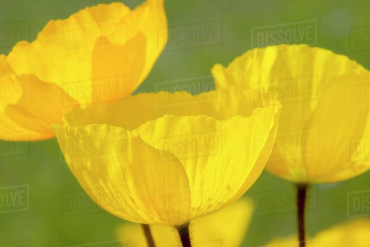 Yellow Poppies - Royalty-free Stock Photo | Dissolve