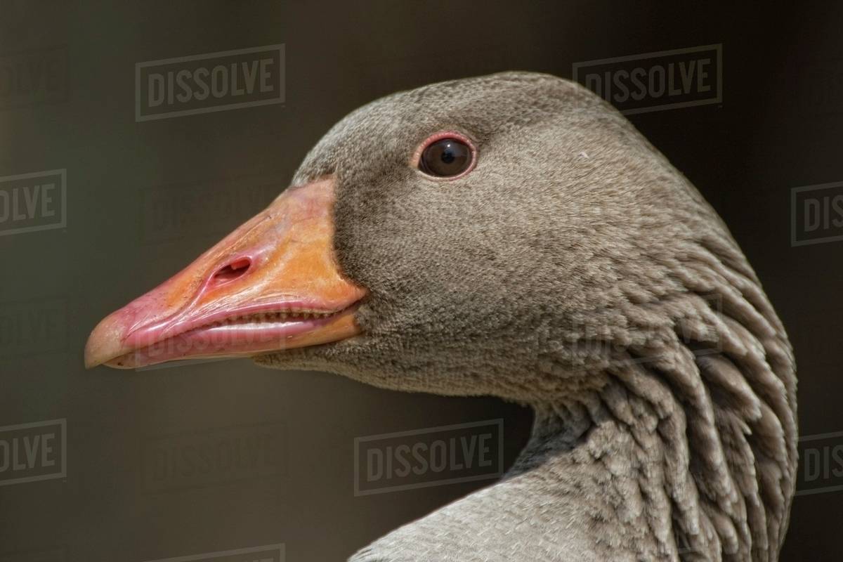 Closeup Of Goose - Royalty-free Stock Photo | Dissolve