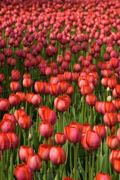 Tulips - Stock Photo - Dissolve