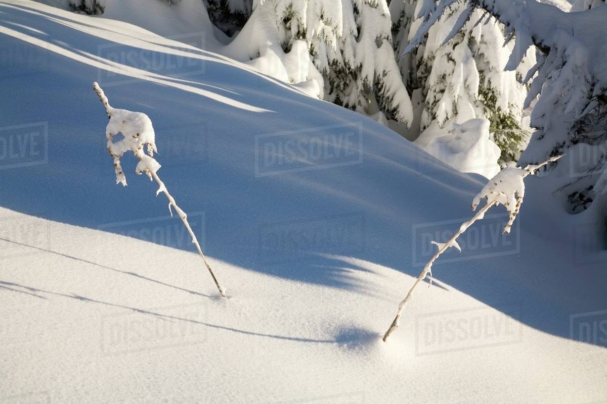 Fresh Snowfall - Royalty-free Stock Photo | Dissolve