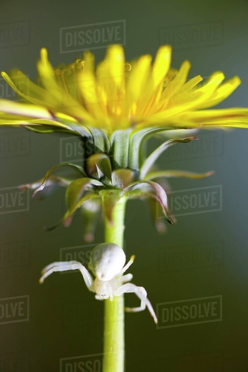 Close Up Of A Spider On A Dandelion - Royalty-free Stock Photo | Dissolve