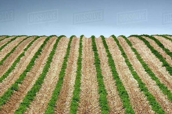 Potato Field - Royalty-free Stock Photo | Dissolve