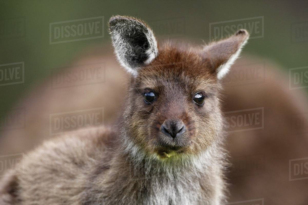 Eastern Grey Kangaroo, Marcropus Cinereus, Kangaroo Island, Australia ...