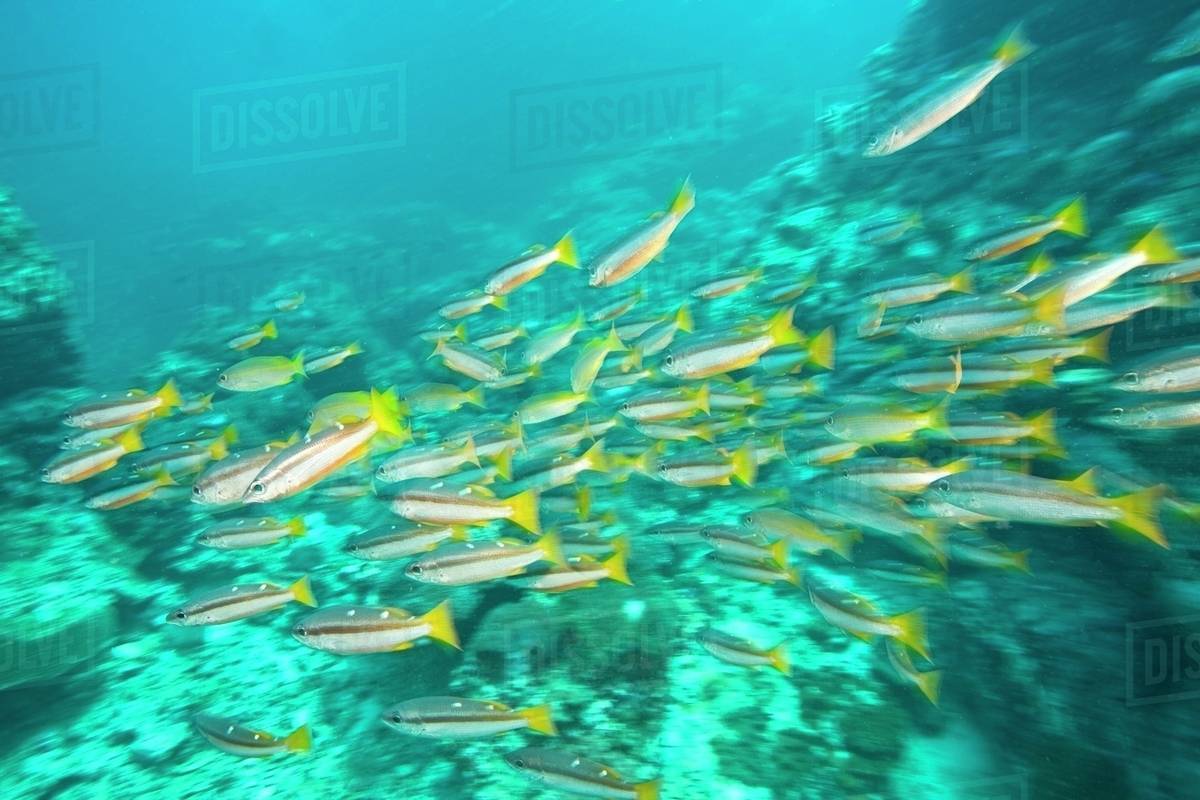 Schooling Bigeye Snappers - Royalty-free Stock Photo | Dissolve