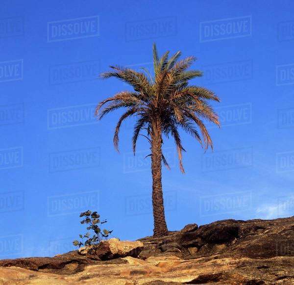 Palm Tree, Fort Seengh Sagar In Rajasthan, India - Royalty-free Stock ...