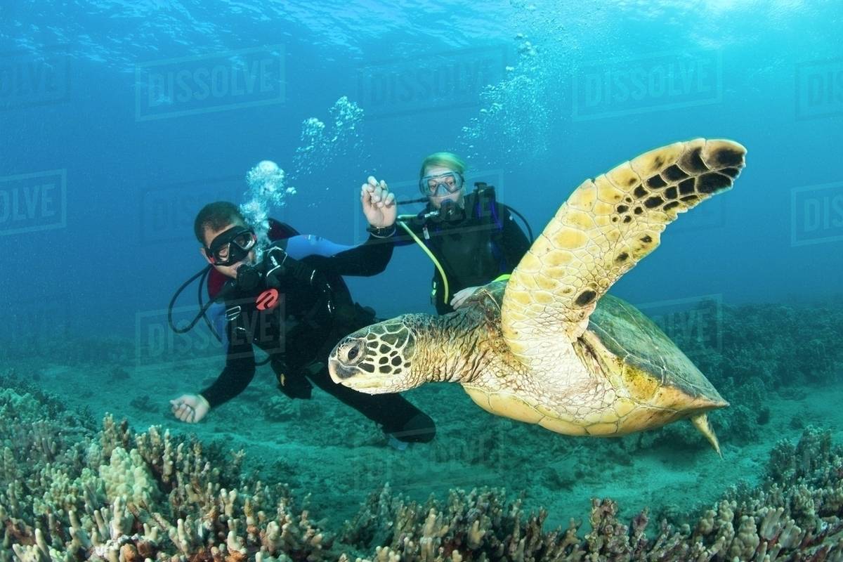 Green Sea Turtle Turtle Cleaning Station Near Makena State Park Maui ...