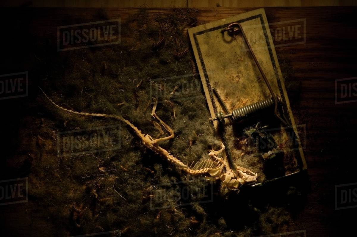 Skeleton Of Mouse Caught In Spring Mouse Trap - Royalty-free Stock ...