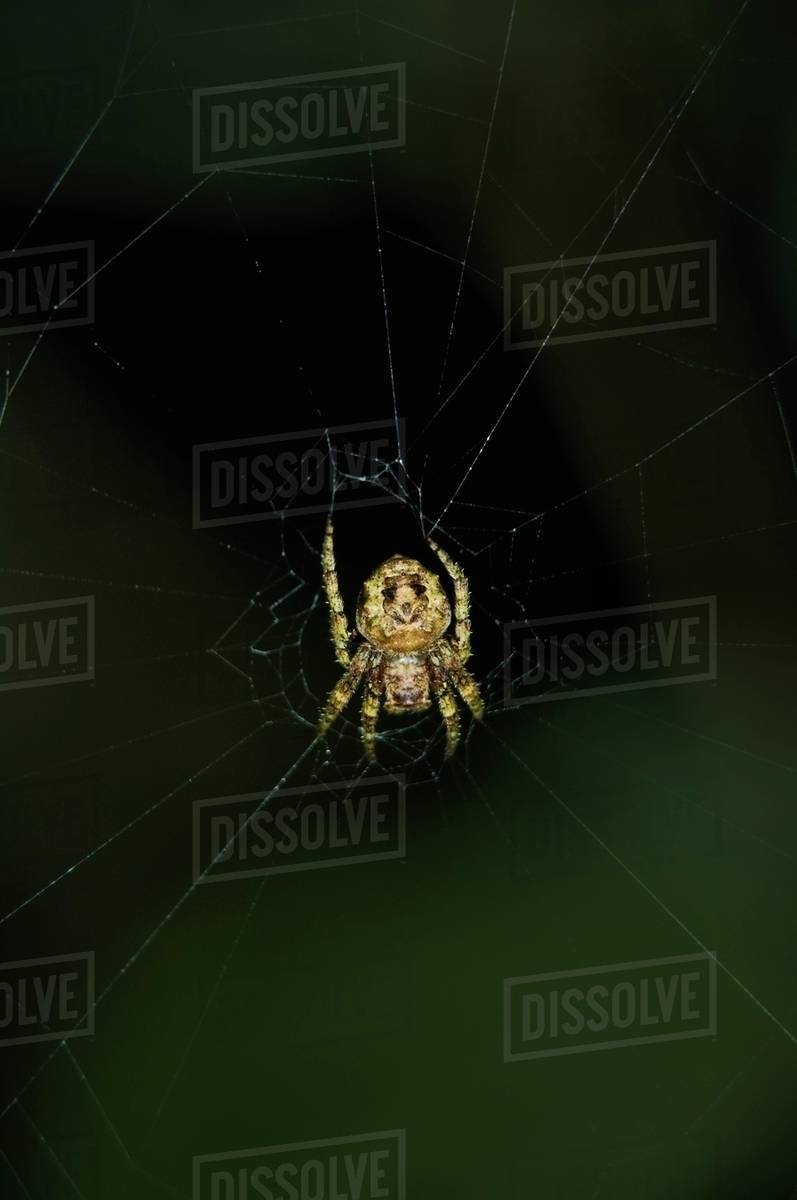 Orb Spider In Web - Royalty-free Stock Photo | Dissolve