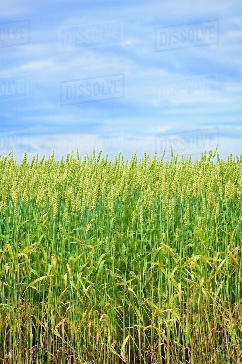 Wheat Crop - Royalty-free Stock Photo | Dissolve