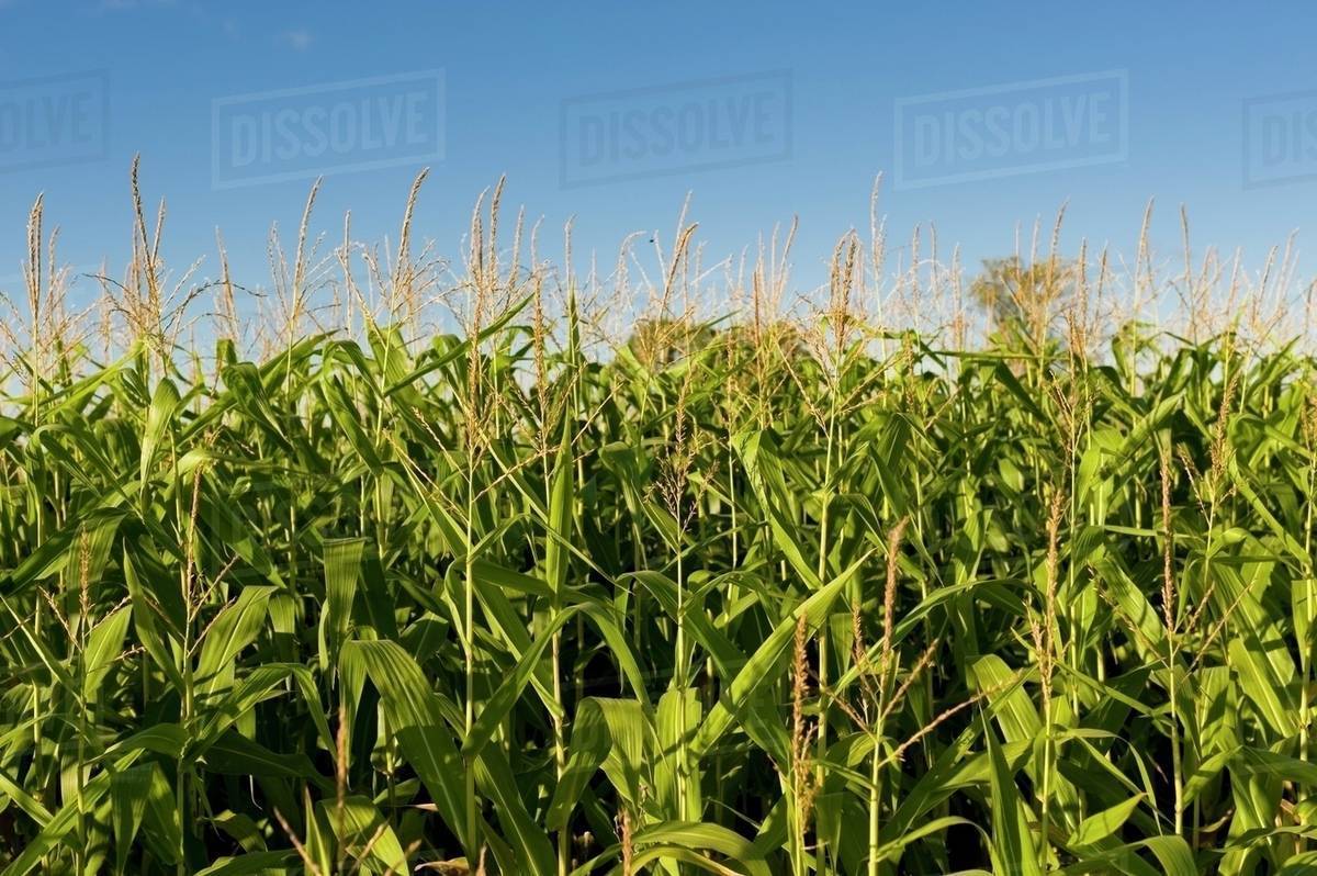 Corn Field, Muskoka, Ontario, Canada - Royalty-free Stock Photo | Dissolve