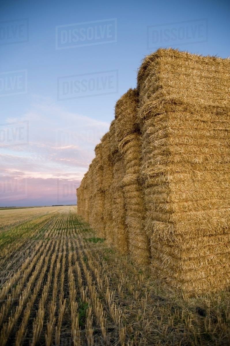 Hay Bales - Stock Photo - Dissolve