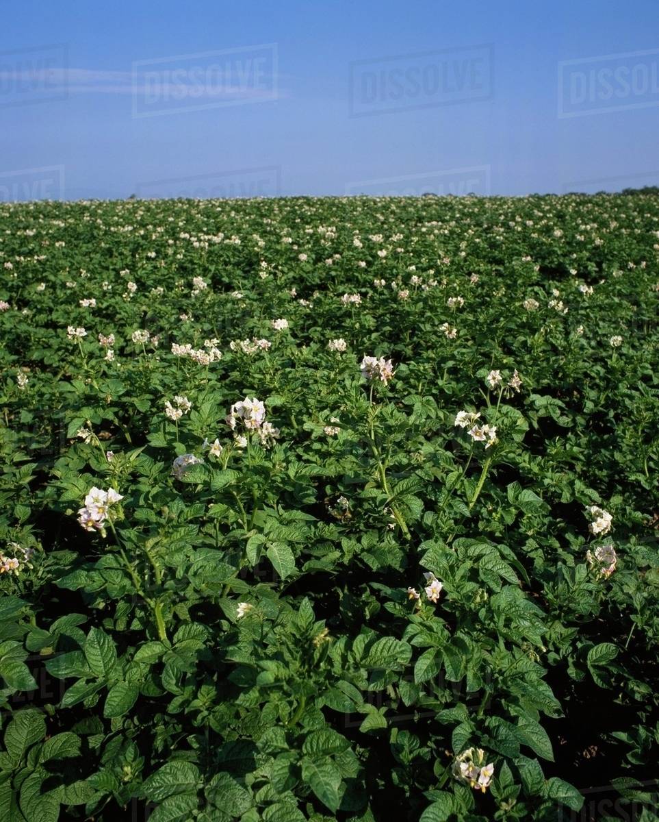 Crops, Potatoes; Co Kildare, Ireland - Stock Photo - Dissolve