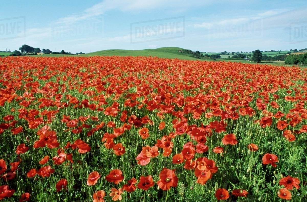 Wildflowers, Field Of Poppies; Co Wicklow, Ireland - Royalty-free Stock ...
