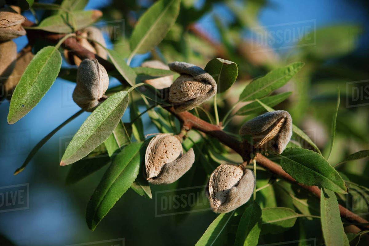 Agriculture - Close-up of mature almonds on the tree with hulls cracked ...