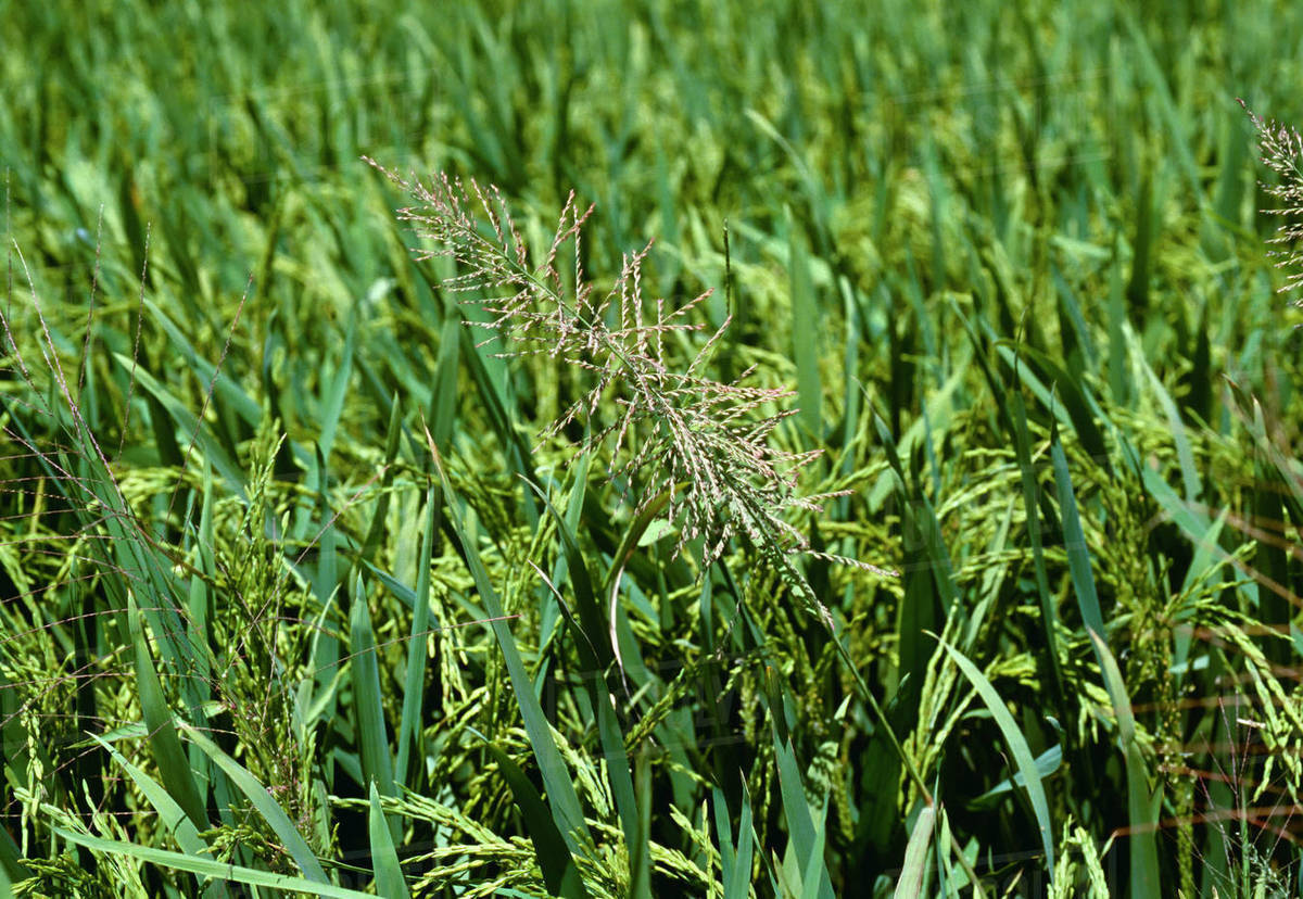 Agriculture - Weeds, Amazon Sprangletop (Leptochloa panicoides) growing ...