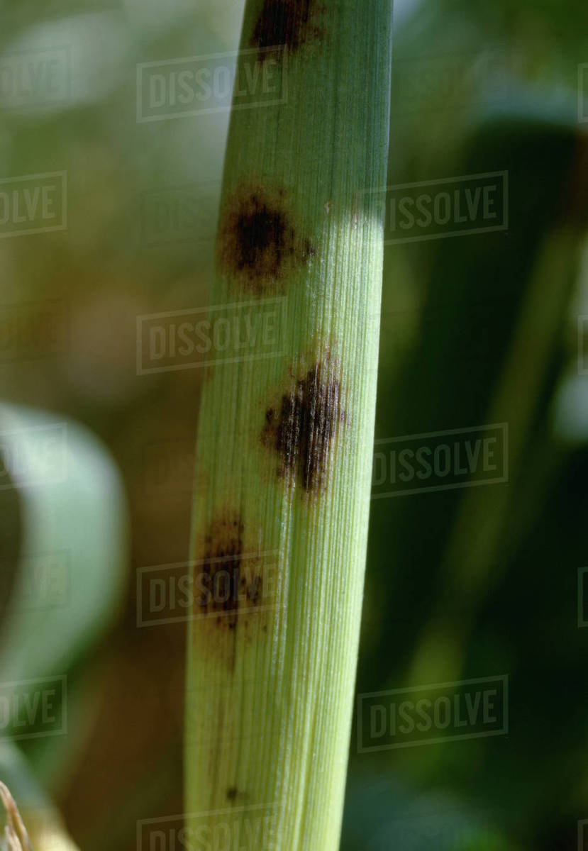 Agriculture - Crop disease; anthracnose lesions on a grain corn stalk ...
