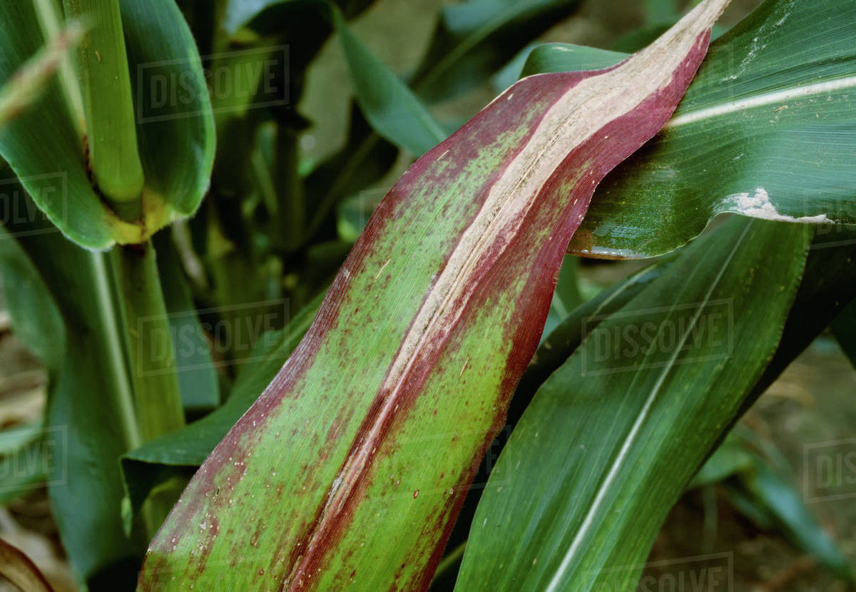 Agriculture - Crop disease; grain corn leaf showing the foliar symptoms ...