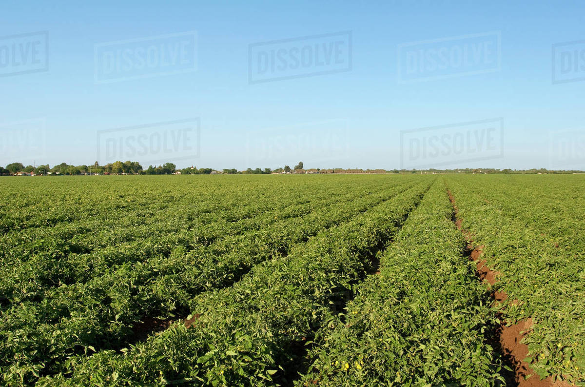 Agriculture - Field of healthy processing tomatoes in mid summer / near ...