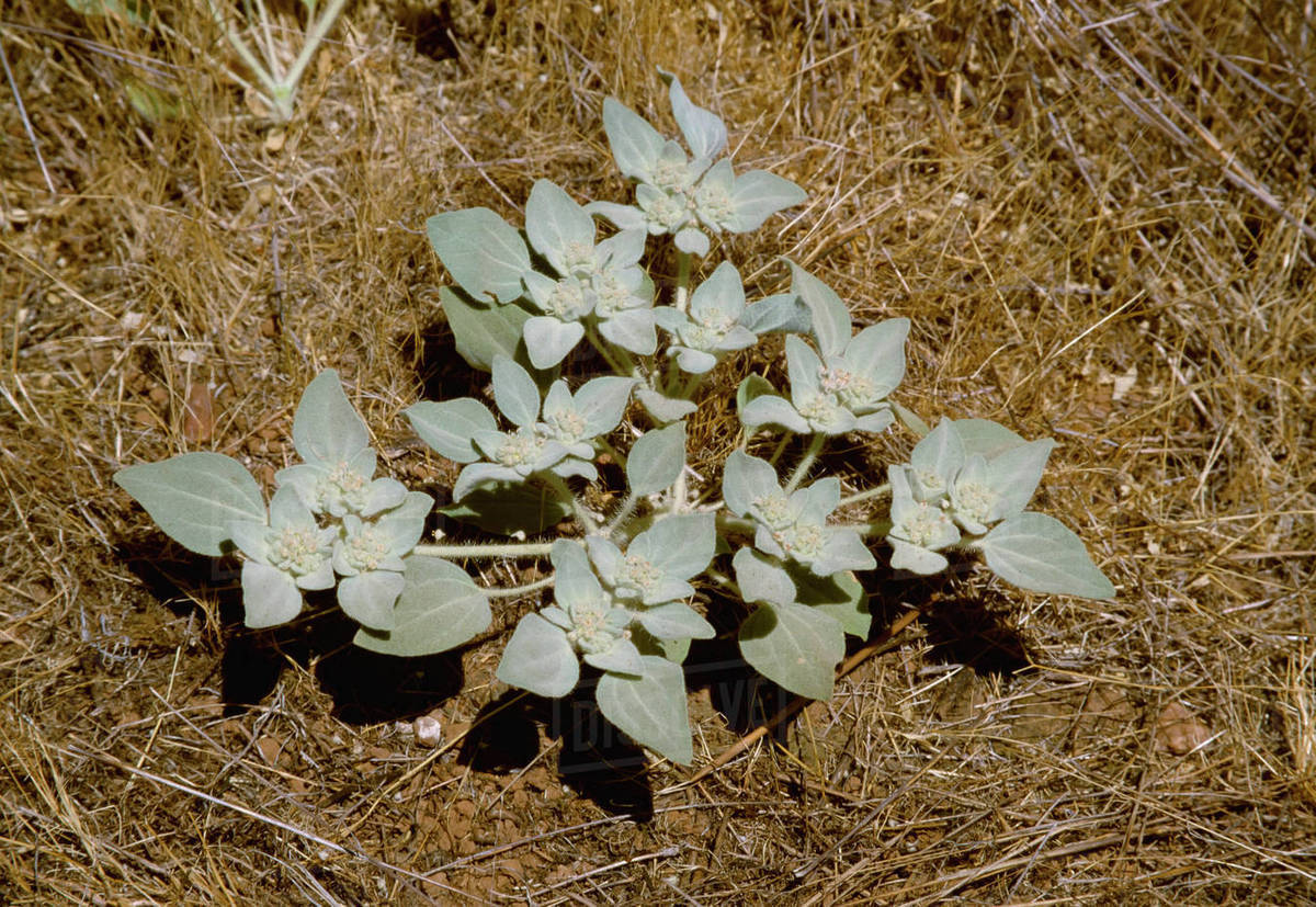 Agriculture - Weeds, Turkey Mullein (Croton setigerus) aka. Doveweed ...