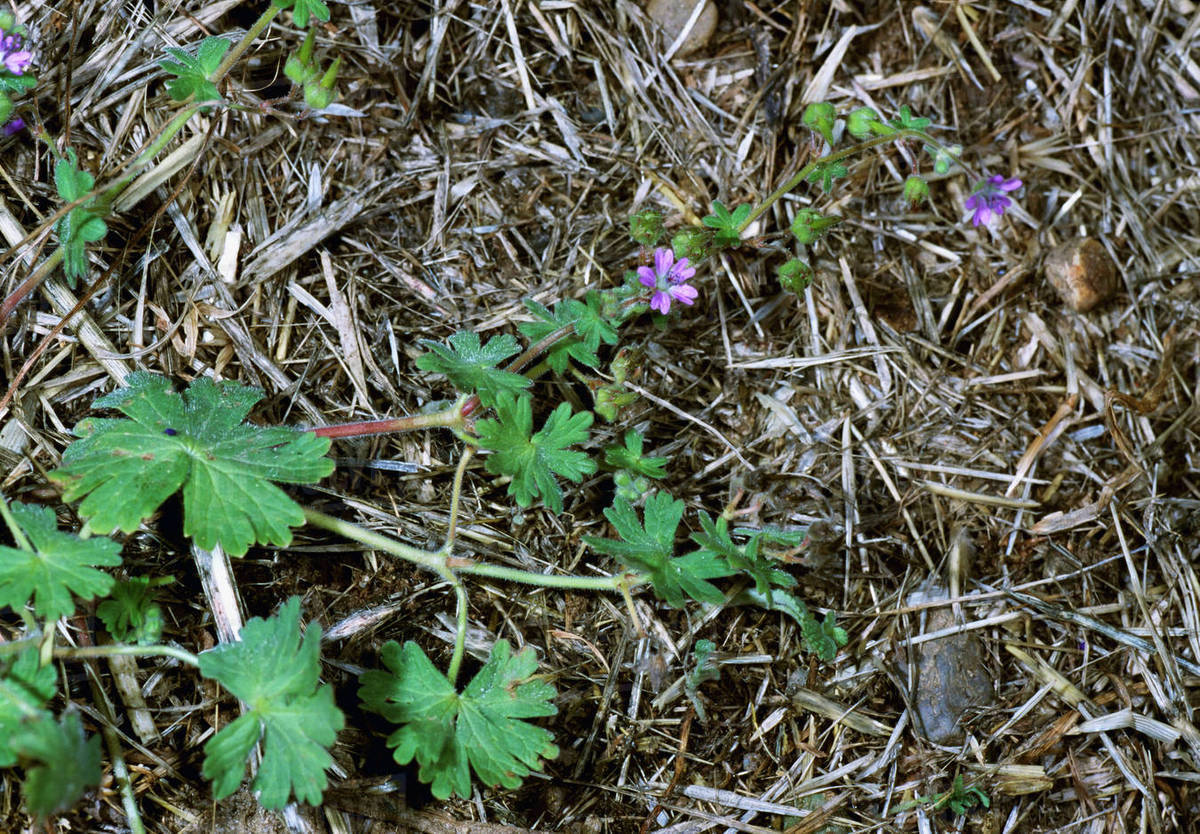 Agriculture - Weeds, Dovefoot Geranium (Geranium molle) aka. Culver ...