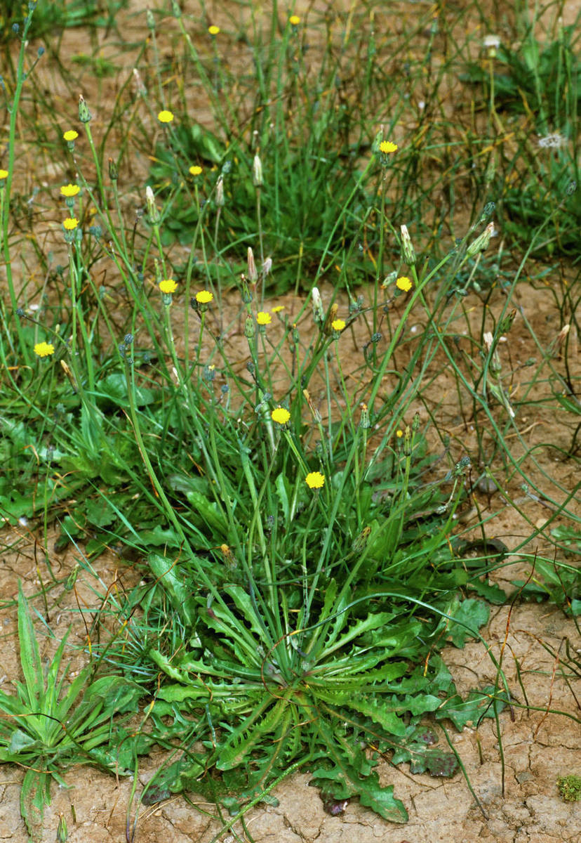 Agriculture - Weeds, Smooth Catsear (Hypochaeris glabra) aka. False ...