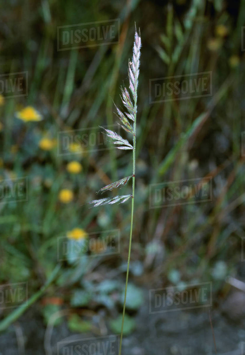 Agriculture - Weeds, Small Fescue (Vulpia microstachys), inflorescence ...