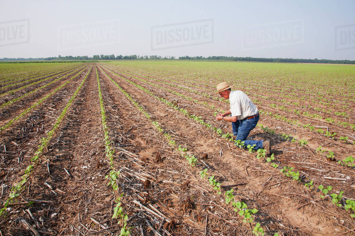 Crop consultant checking no till Roundup ready cotton at four leaf ...