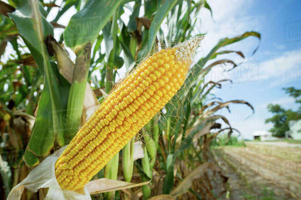 Close up of shucked field corn in a corn field; Ridgley, Maryland ...