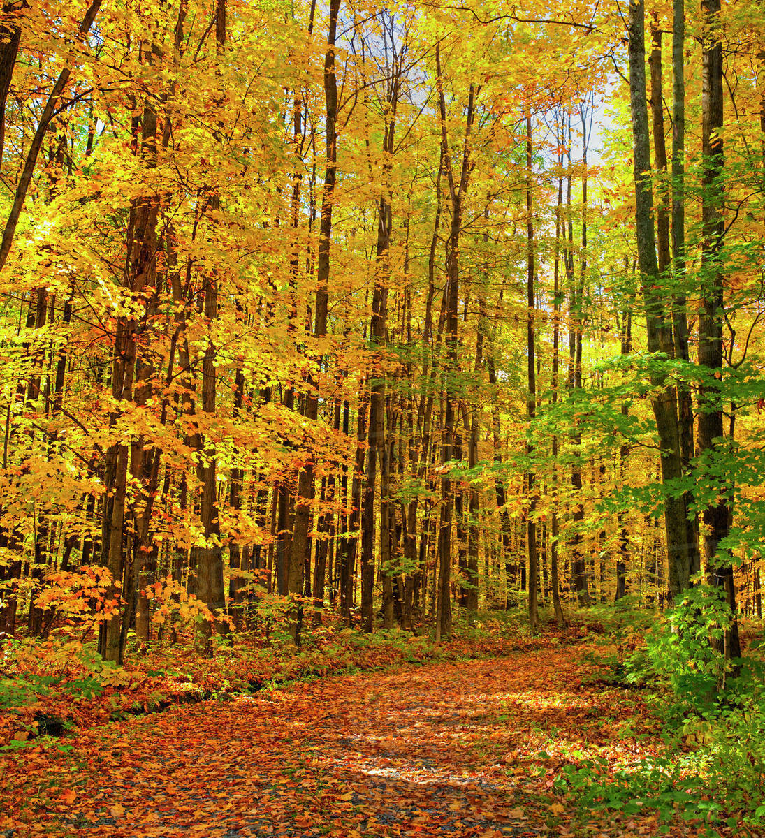 Tree lined dirt road in autumn; Shefford, Quebec, Canada - Stock Photo ...