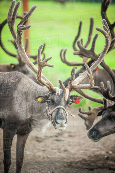 Portrait of a reindeer (rangifer tarandus); Fairbanks, Alaska, United ...