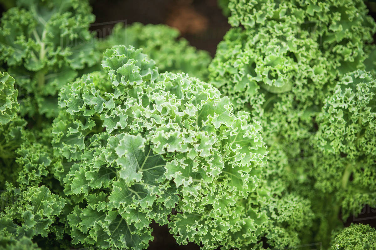 Close up of a head of kale (Brassica oleracea Acephala); Palmer, Alaska ...