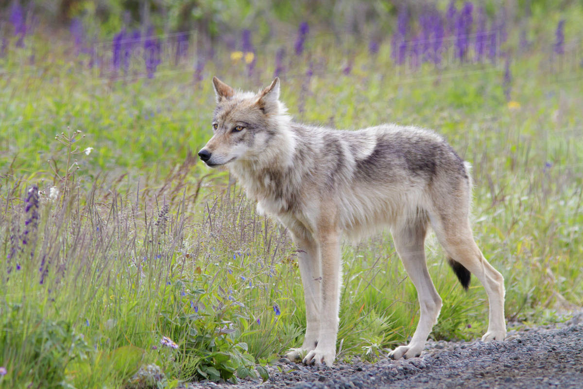 Closeup of a Wolf hunting from the side of the park road, Denali ...