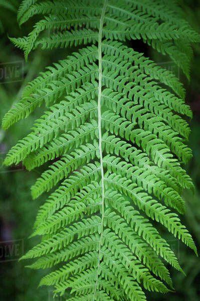 Close up detail of a Fiddlehead Fern, Kenai Peninsula, Southcentral ...