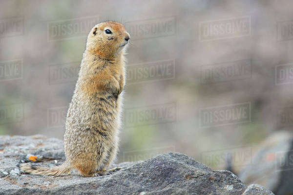 Parka Squirrel (Spermophilus parryii) in autumn, Denali National Park ...