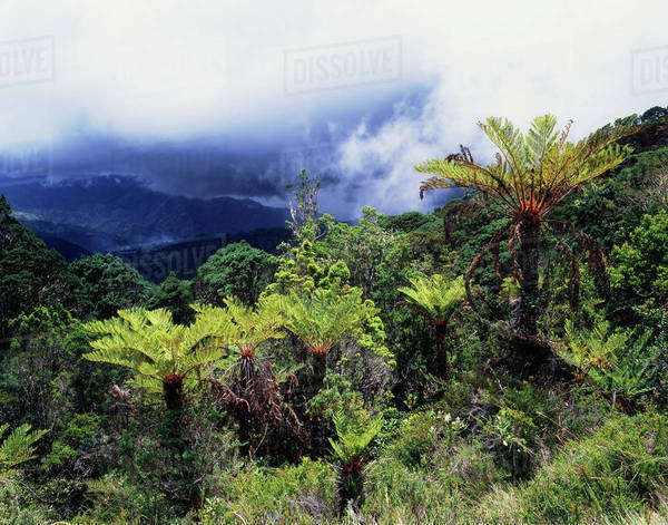 Giant ferns on Mt. Wilhelm, Papua New Guinea's highest mountain; Simbu ...