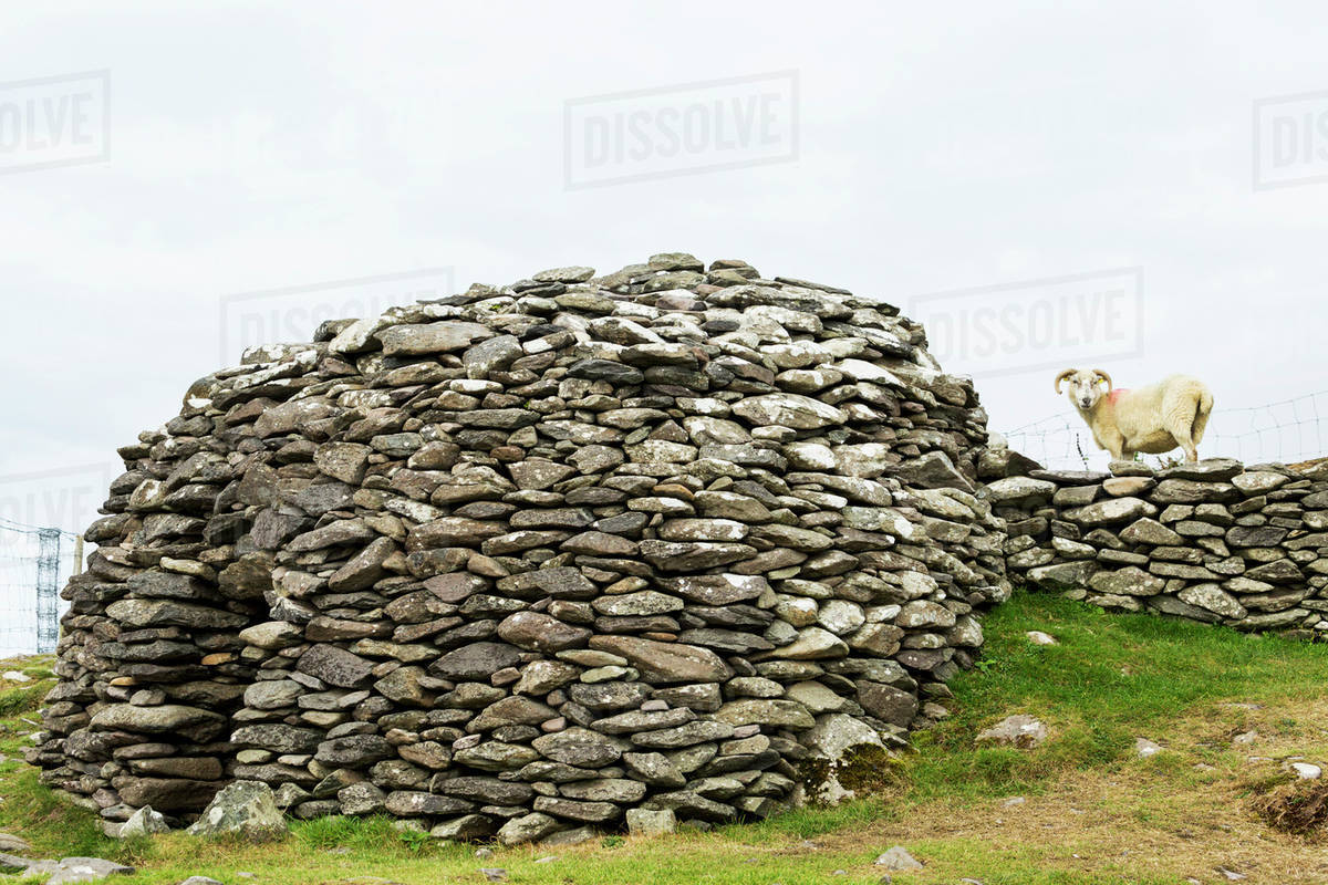 Bee hive stone structure with ram on stone fence; Dingle, County Kerry ...