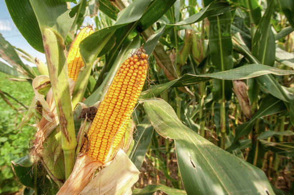 Shucked field corn; Clear Spring, Maryland, United States of America ...