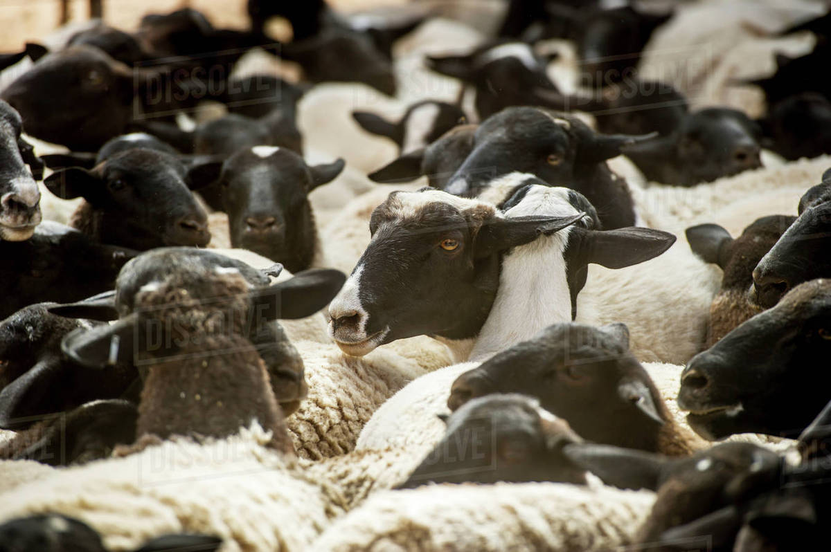 Sheep on a farm; Namibia - Royalty-free Stock Photo | Dissolve