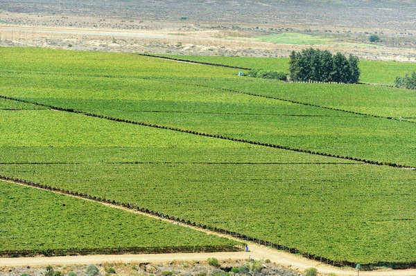 South African farmland and vineyards; Stellenbosch, Western Cape, South ...