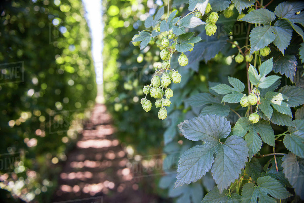 Production of hops (Humulus lupulus) for beer brewing; George, Western ...
