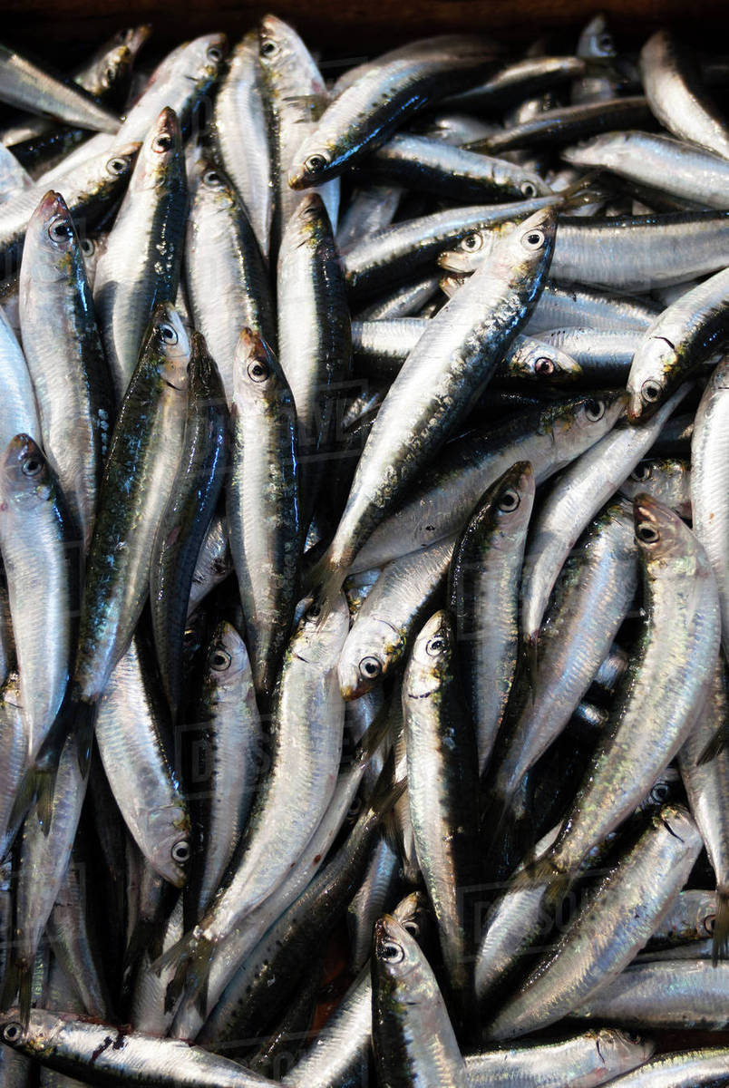 Fresh sardines at the outdoor fish market; Pylos, Messinia, Greece ...