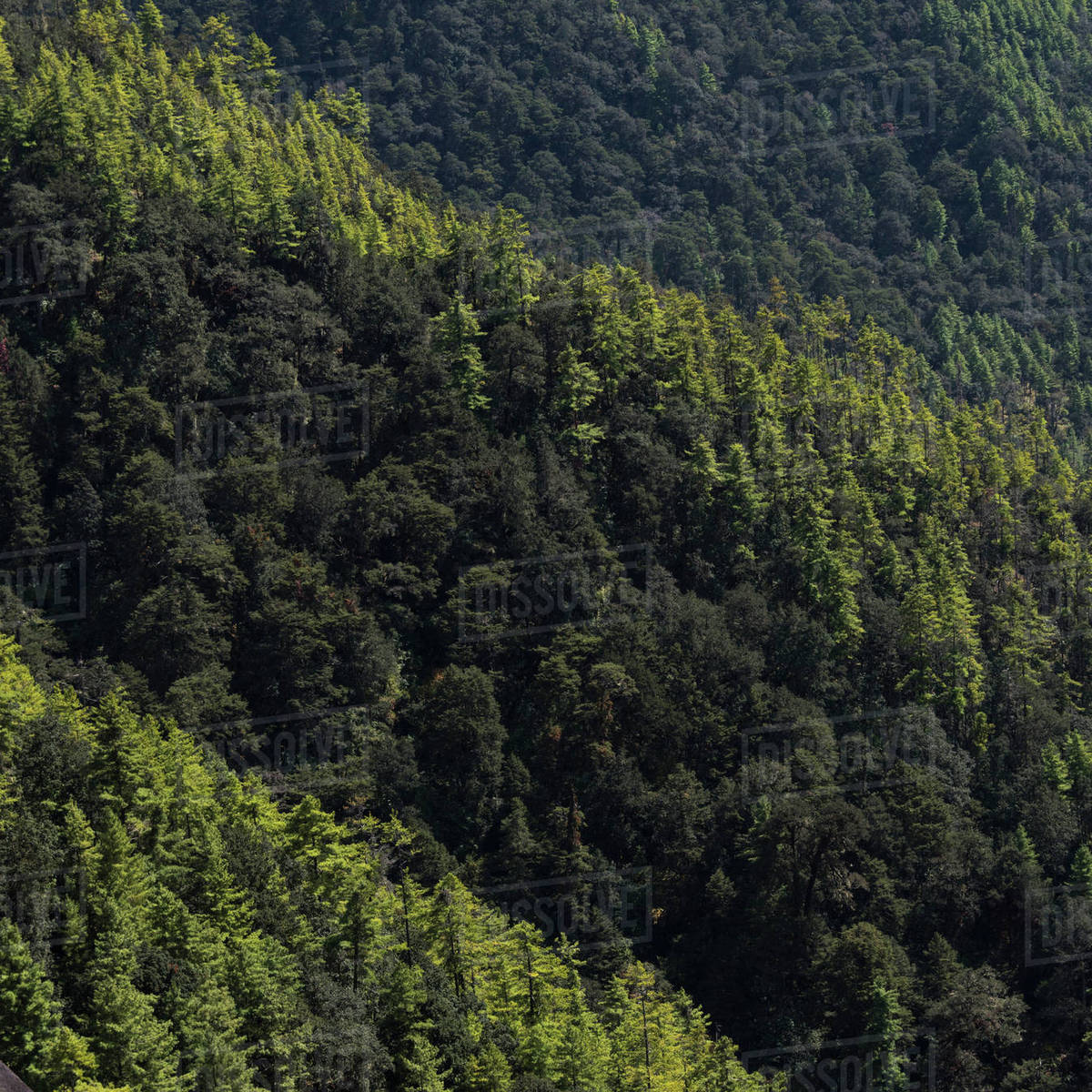 Dense forest on a mountainside, Taktsang trail; Paro, Bhutan - Stock ...