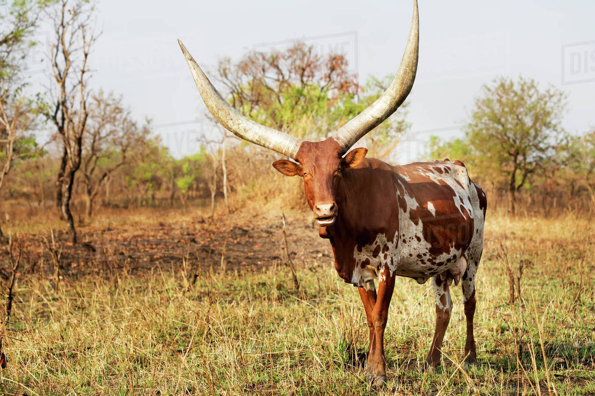 Horned cow; Uganda - Stock Photo - Dissolve