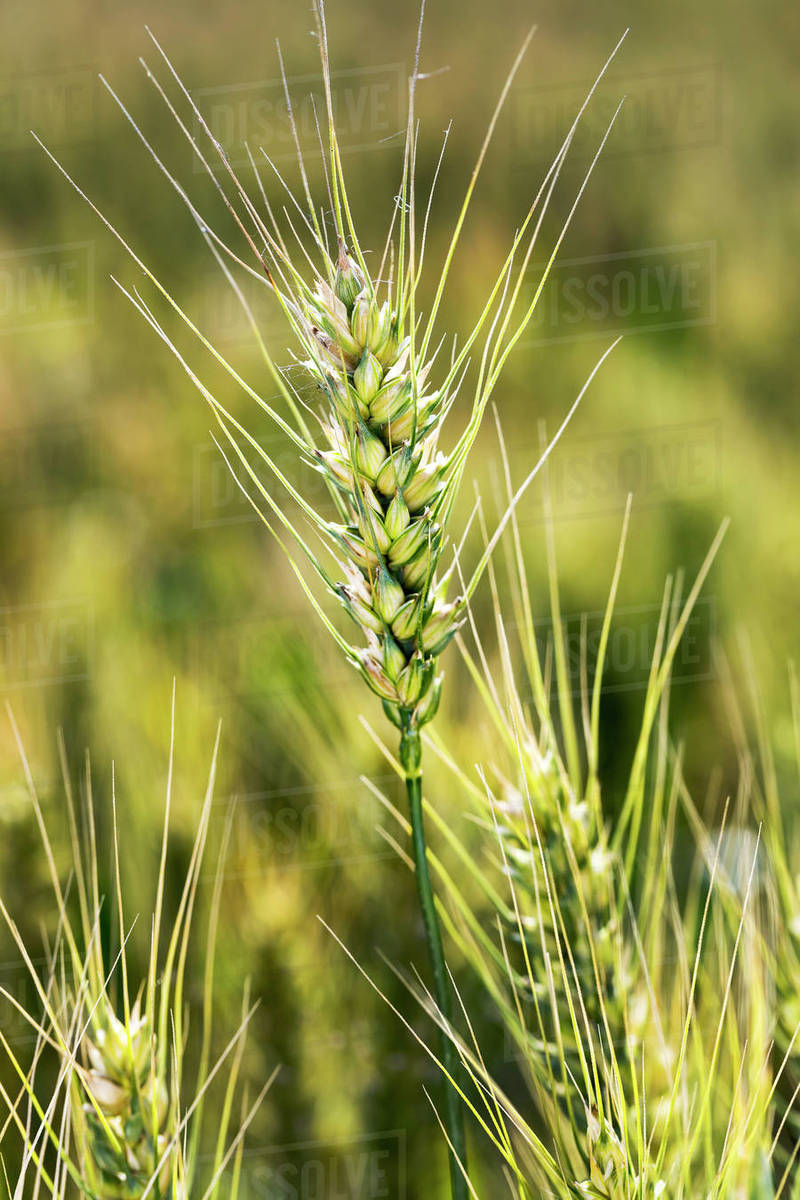 Close up of a ripening wheat head in a field; Acme, Alberta, Canada ...